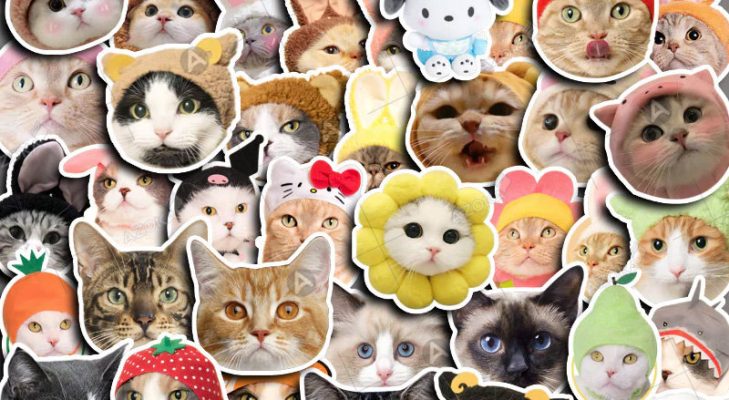 Top 22+ mẫu sticker mèo cute, dễ thương không thể bỏ lỡ