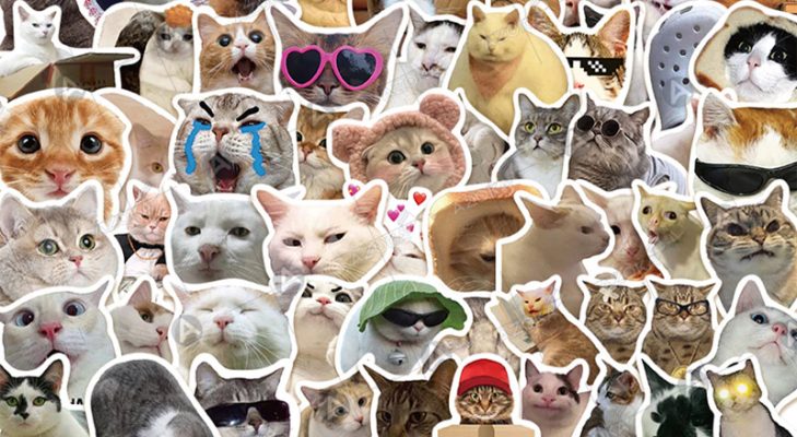 Top 22+ mẫu sticker mèo cute, dễ thương không thể bỏ lỡ